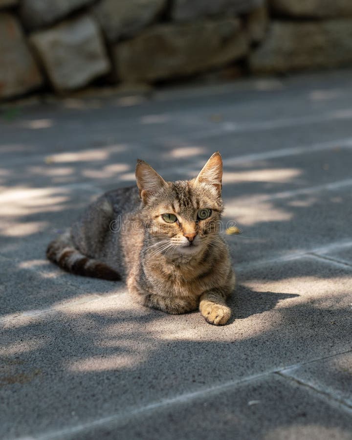Vertical Shot of a Beautiful Cat Laying Down on the Ground Stock Photo ...