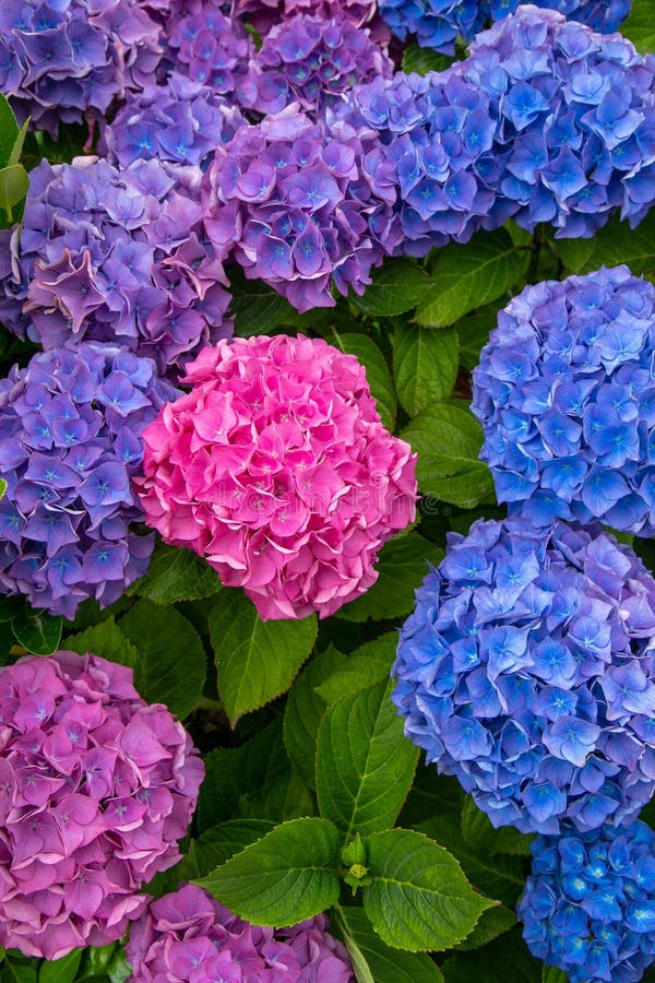 Vertical Shot of Beautiful Colorful Hydrangeas Stock Photo - Image of ...