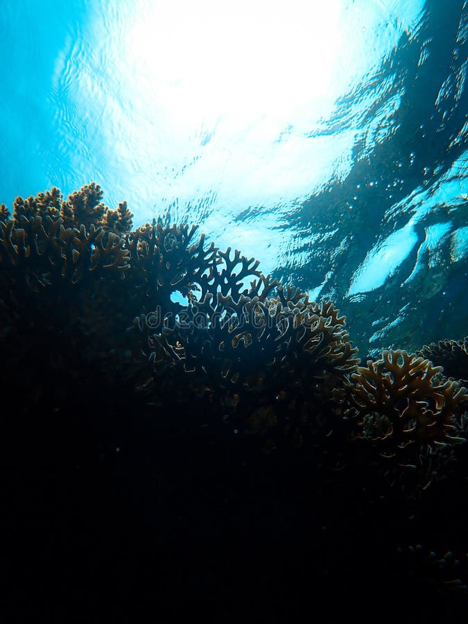 Vertical Shot of Beautiful Corals and Fish Under the Sea Stock Photo ...