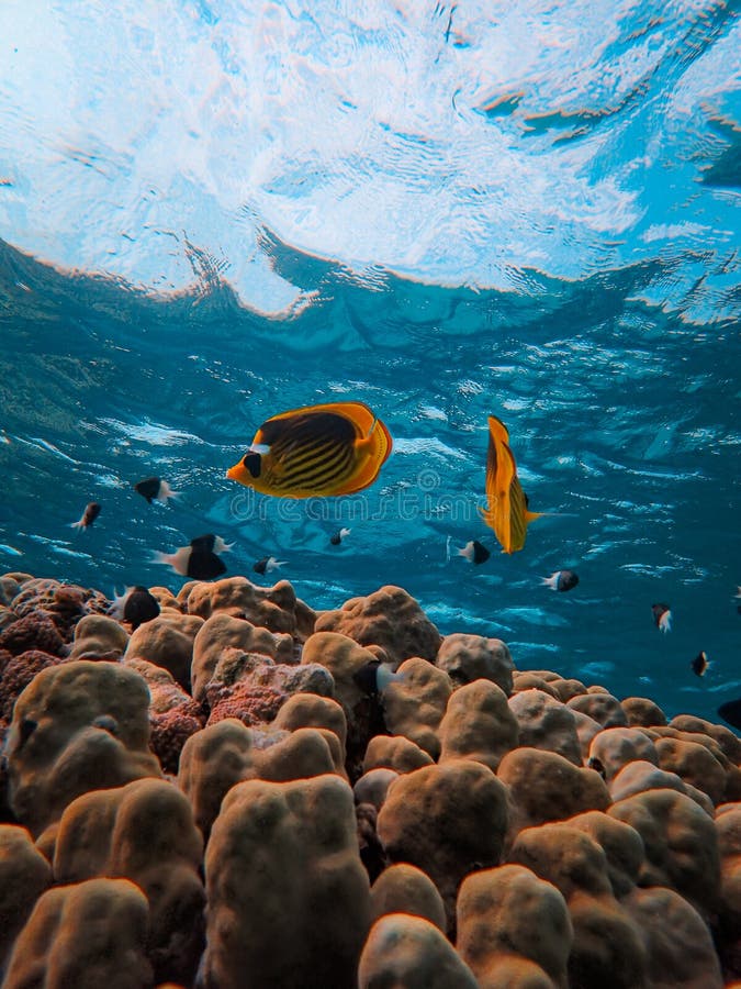 Vertical Shot of Beautiful Corals and Fish Under the Sea Stock Image ...