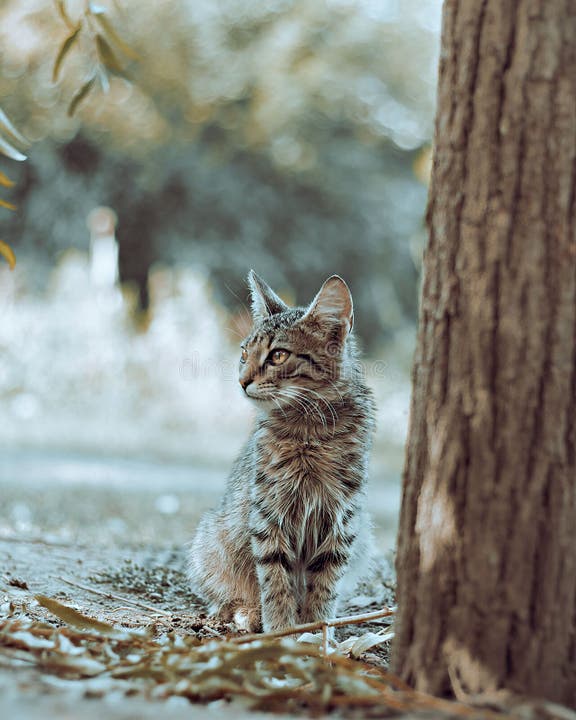 Vertical Shot of a Beautiful Cute Cat Outdoors Stock Photo - Image of ...