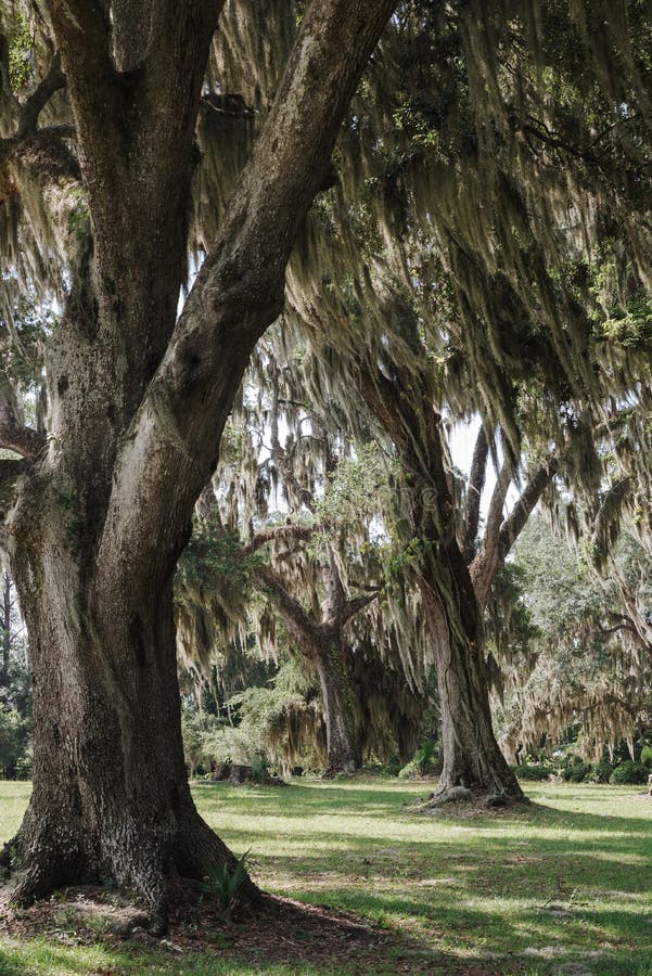 Vertical Shot of Beautiful Droopy Trees in a Forest Stock Photo - Image ...