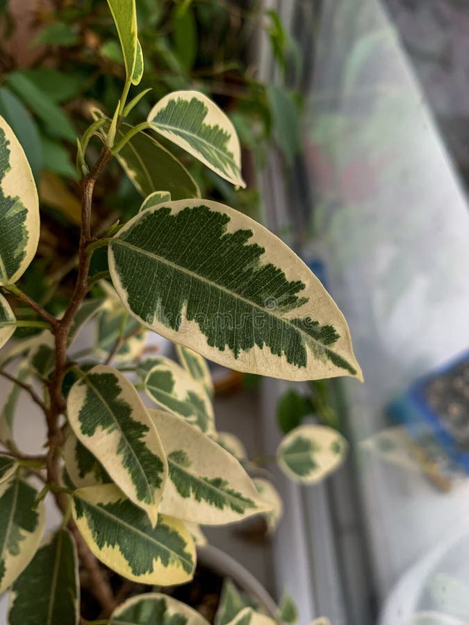 Vertical Shot of Beautiful Ficus Benjamina Variegated Weeping Fig Stock ...