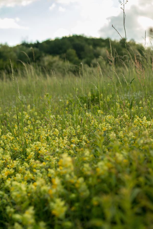 Vertical Shot of a Beautiful Field of Wildflowers Stock Image - Image ...
