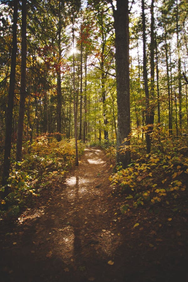 Vertical Shot of a Beautiful Forest in Ontario, Canada Stock Image ...