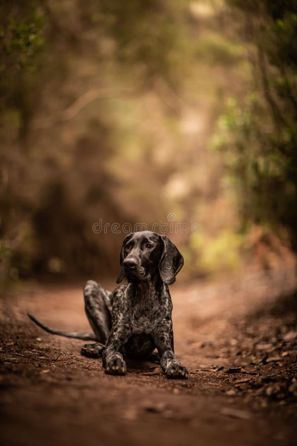 Vertical Shot of a Beautiful German Shorthaired Pointer Sitting in a ...