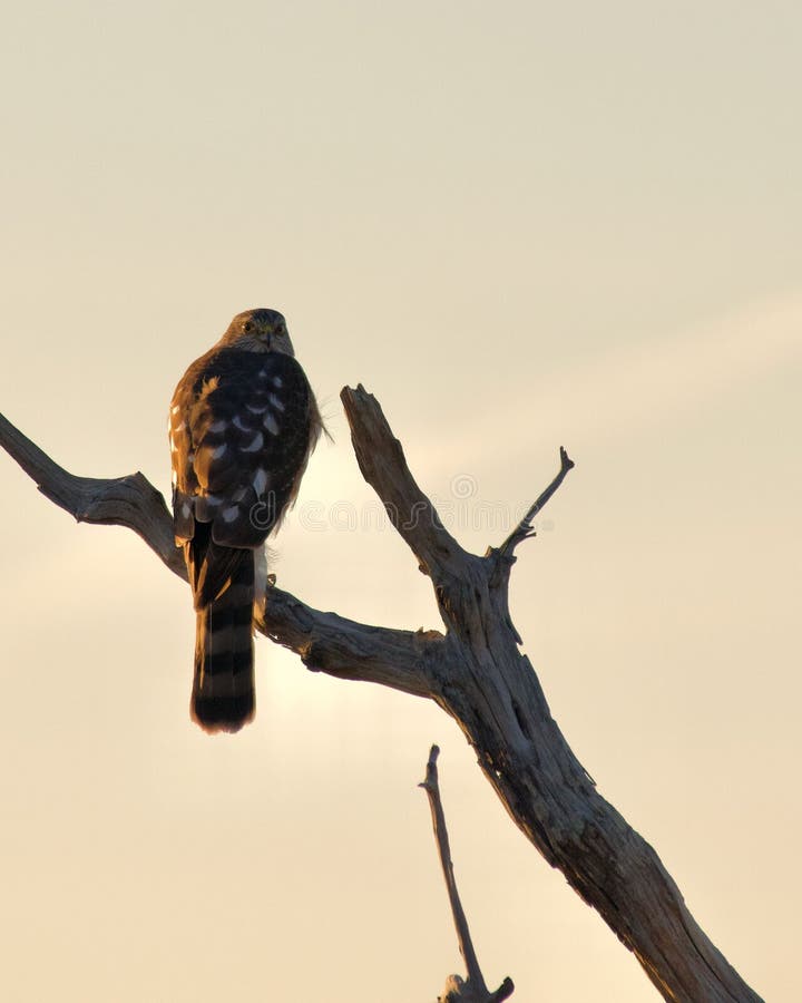 Vertical Shot of a Beautiful Hawk on the Branch of a Tree Stock Photo ...