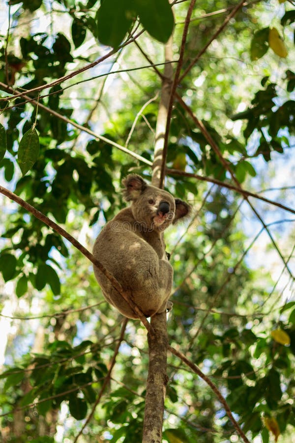 Vertical Shot of a Beautiful Koala on the Branch of a Tree Stock Photo ...