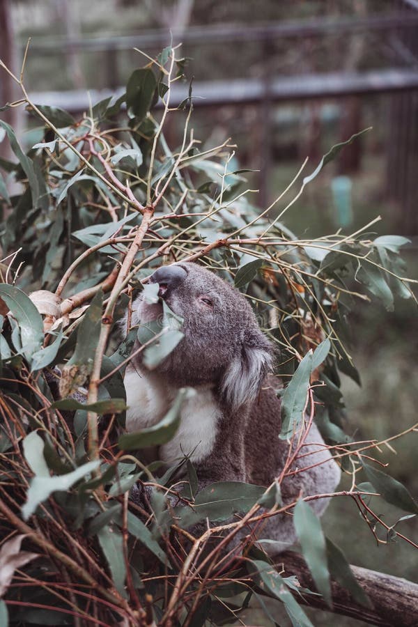 Vertical Shot of a Beautiful Koala on the Branch of a Tree Stock Image ...