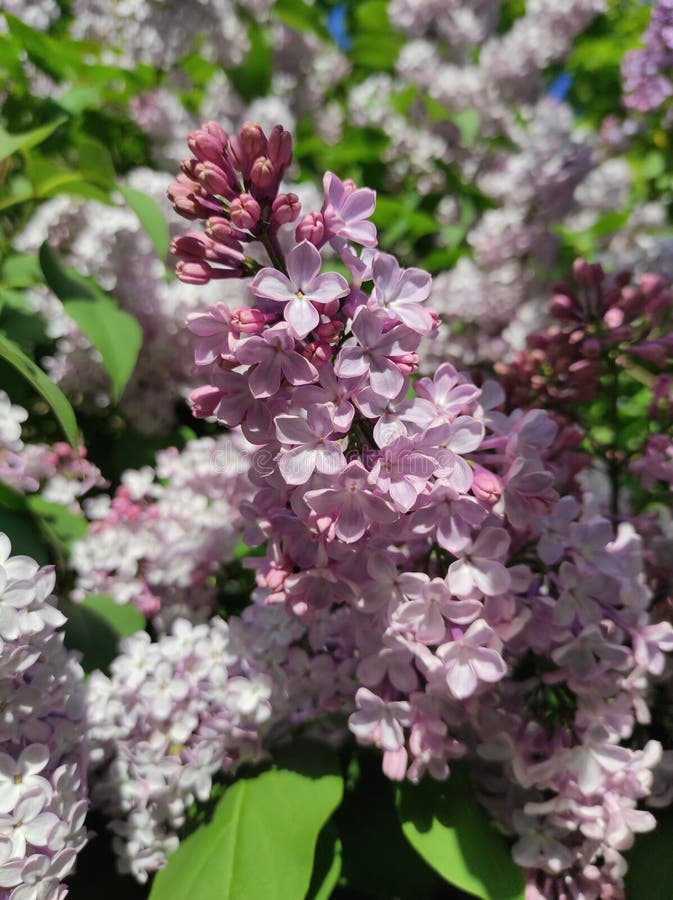 Vertical Shot of Beautiful Lilacs Stock Image - Image of spring, green ...