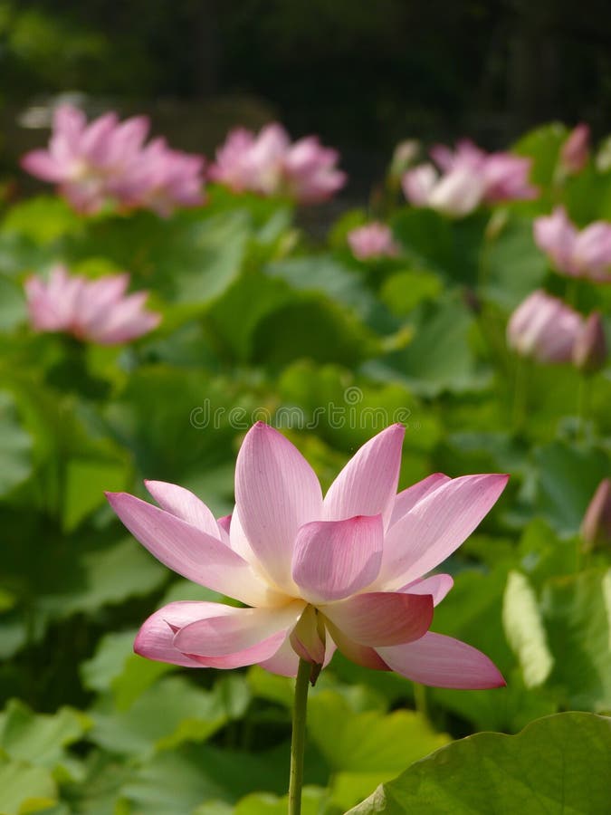 Vertical Shot of a Beautiful Lotus Flower in a Lotus Field Stock Photo ...