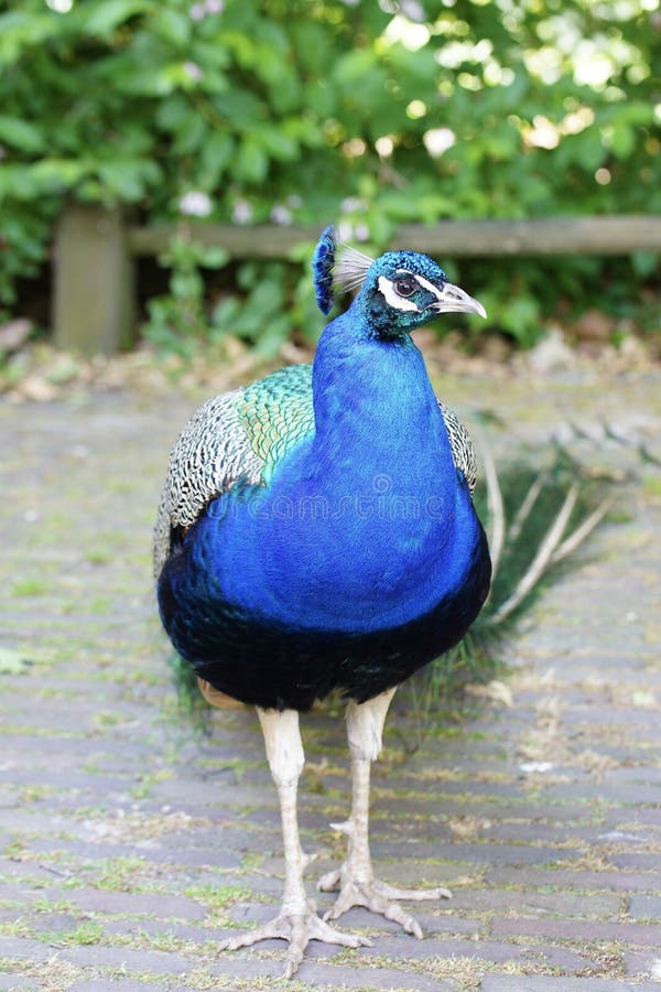 Vertical Shot of a Beautiful Male Peafowl Stock Image - Image of ...
