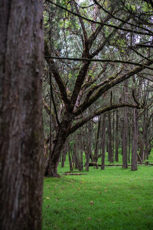 Vertical Shot of Beautiful Moss Covered Trees in the Middle of the ...