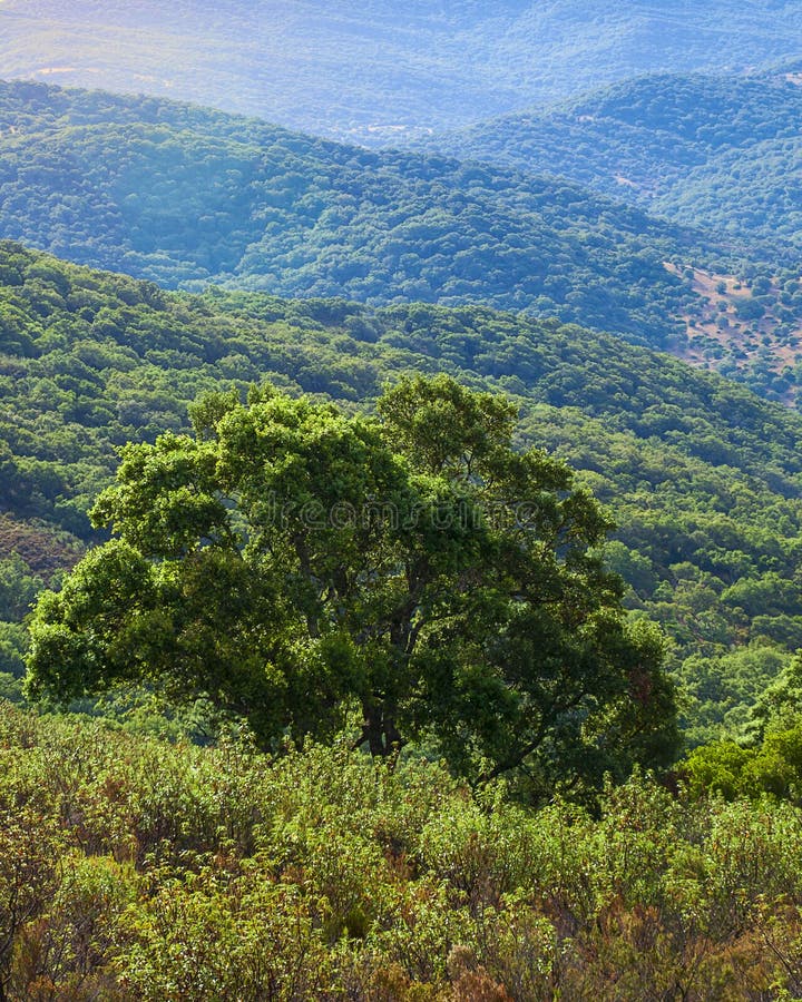 Vertical Shot of a Beautiful Mountainous Forest Scenery Stock Image ...