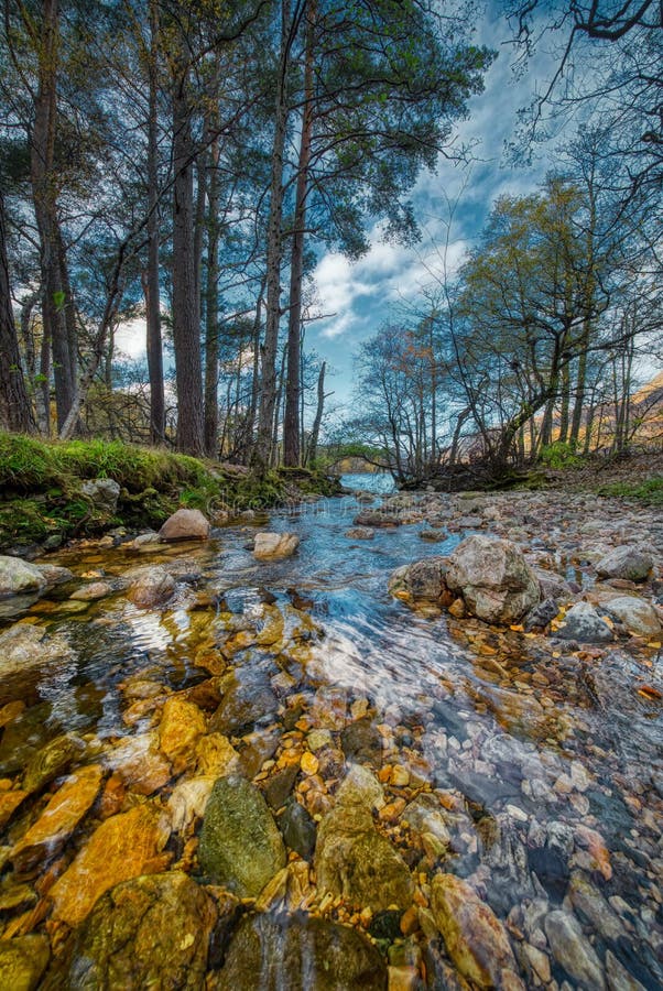 Vertical Shot of a Beautiful Nature Scene with a River and Tall Trees ...