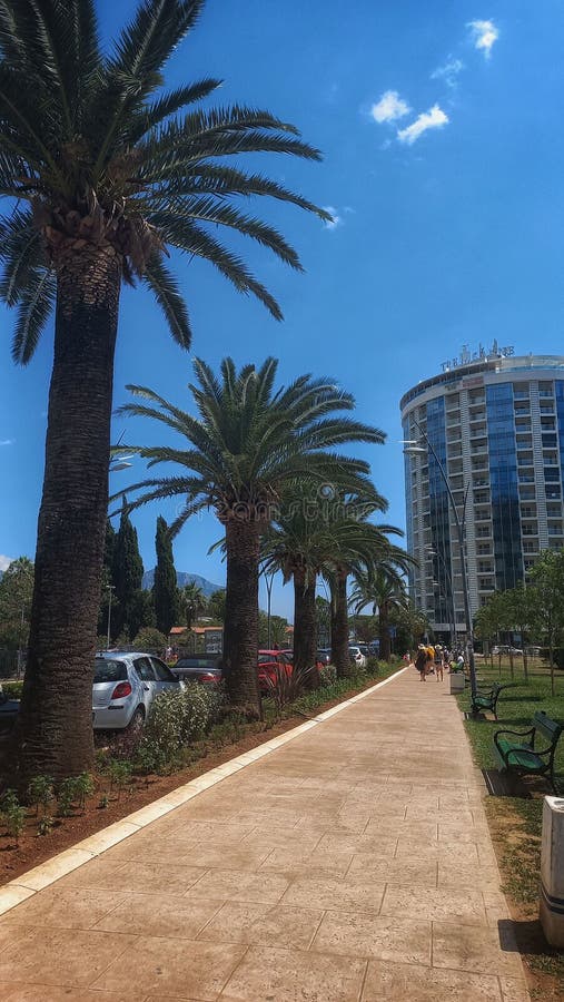Vertical Shot of Beautiful Palm Trees Along a Trail in Montenegro ...
