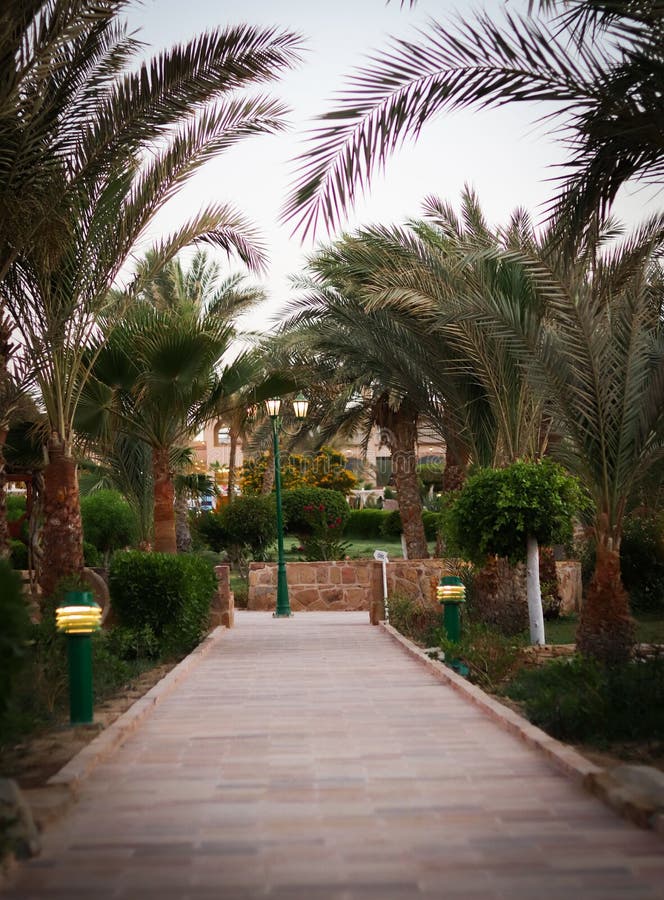 Vertical Shot of a Beautiful Path Surrounded by Palm Trees Stock Photo ...