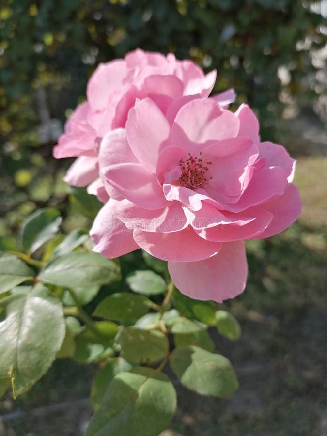 Vertical Shot of Beautiful Pink Roses in Nature Stock Photo - Image of ...
