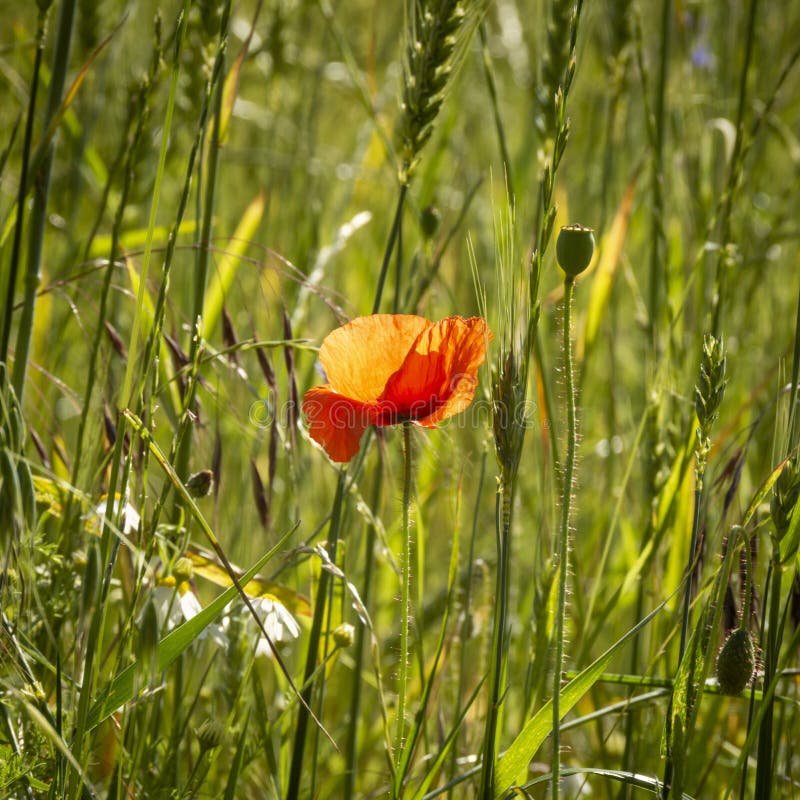 Vertical Shot of a Beautiful Poppy Flower in a Wheat Field Stock Photo ...