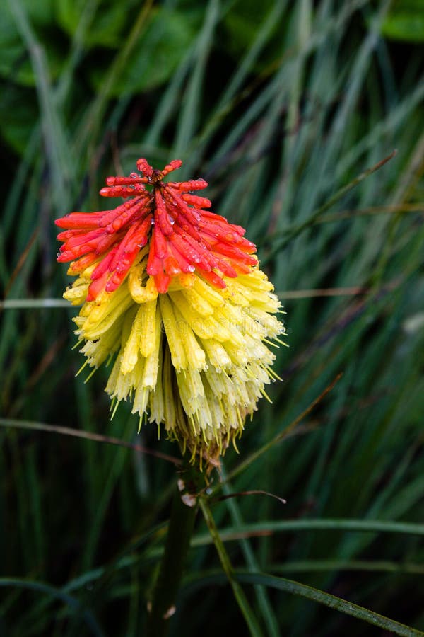 Vertical Shot Beautiful Red Hot Poker Flower Stock Photos - Free ...