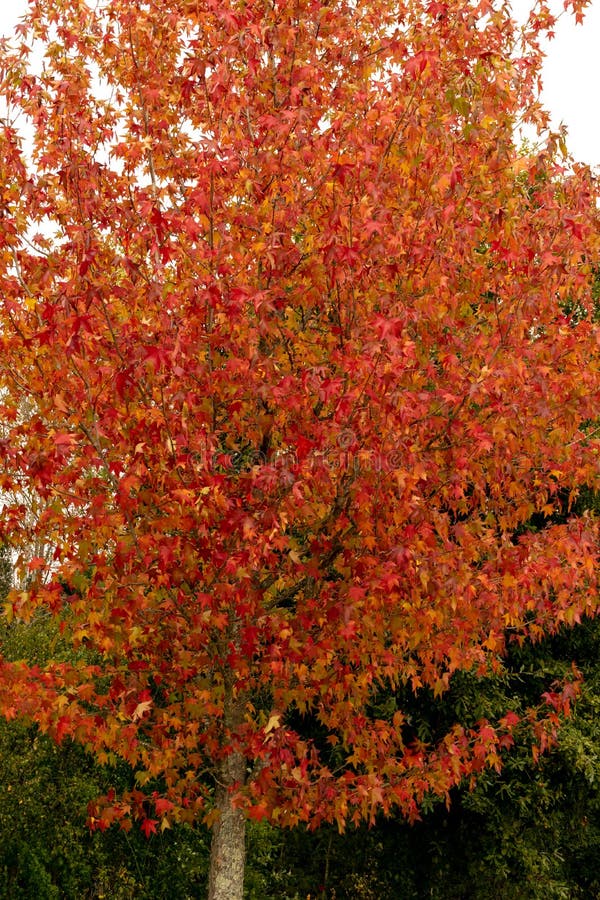 Vertical Shot of a Beautiful Red Leaf Tree during the Autumn Stock ...