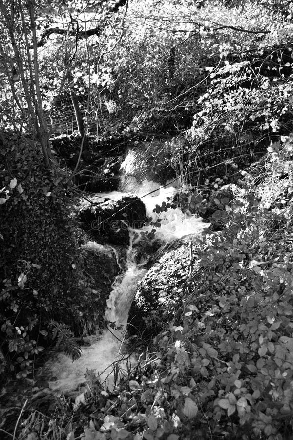 Vertical Shot of a Beautiful River Flowing in the Forest in Black and ...