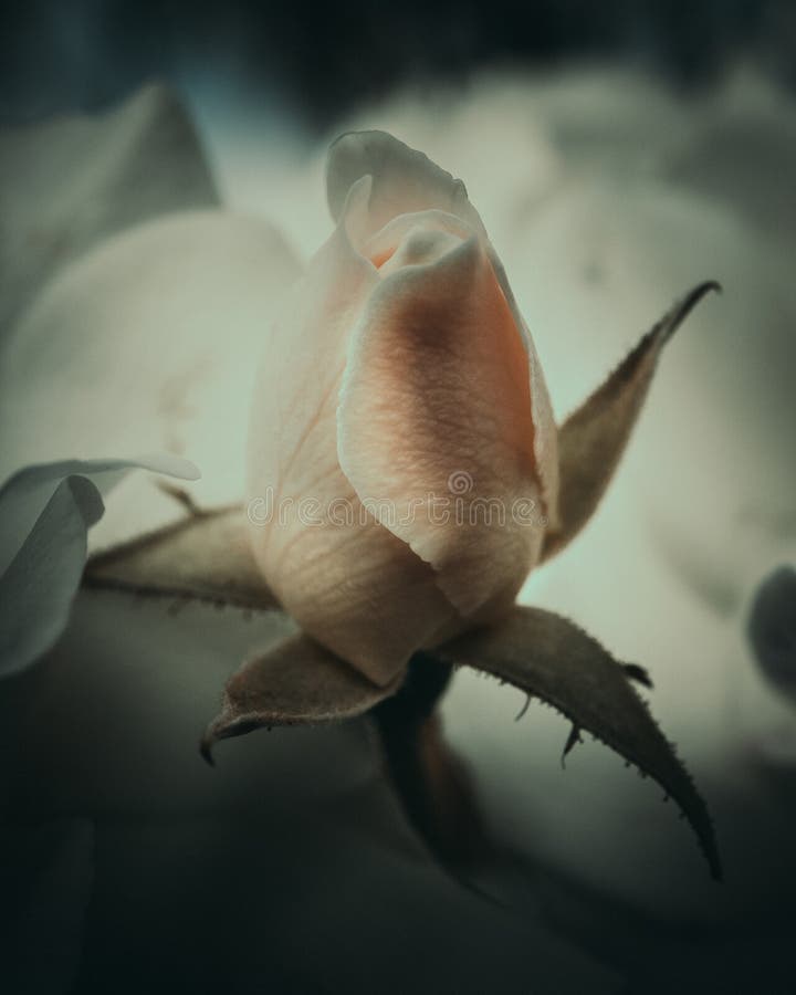 Vertical Shot of a Beautiful Rose for Wallpaper and Background Stock ...