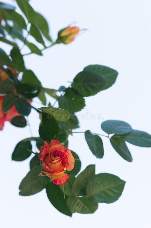 Vertical Shot of Beautiful Roses on the Bush Stock Photo - Image of ...
