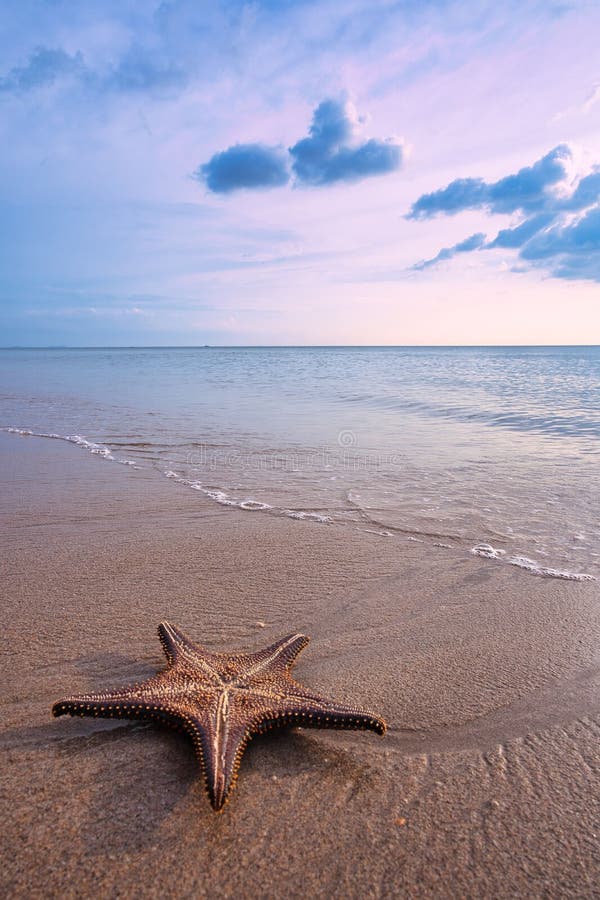 Vertical Shot of a Beautiful Sandy Shore of a Calm Sea Stock Photo ...