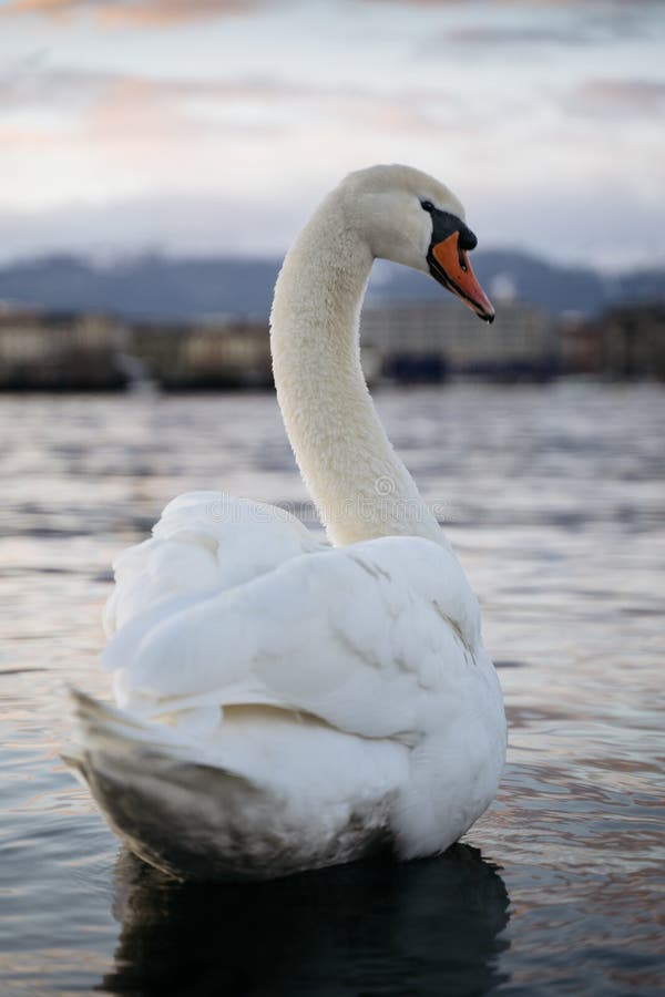 Vertical Shot of a Beautiful Single Swan Swimming Alone in a River ...