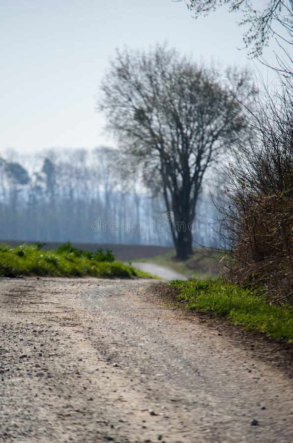 Vertical Shot of a Beautiful Spring Landscape with Forest Road Stock ...