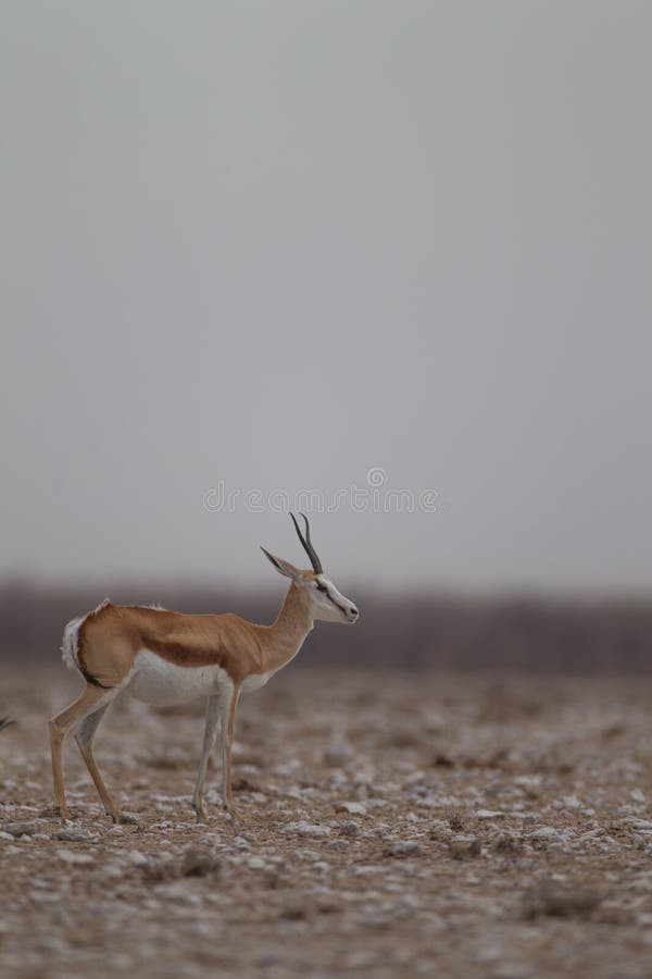 Beautiful Springbok Captured from Behind in the Middle of the Desert ...