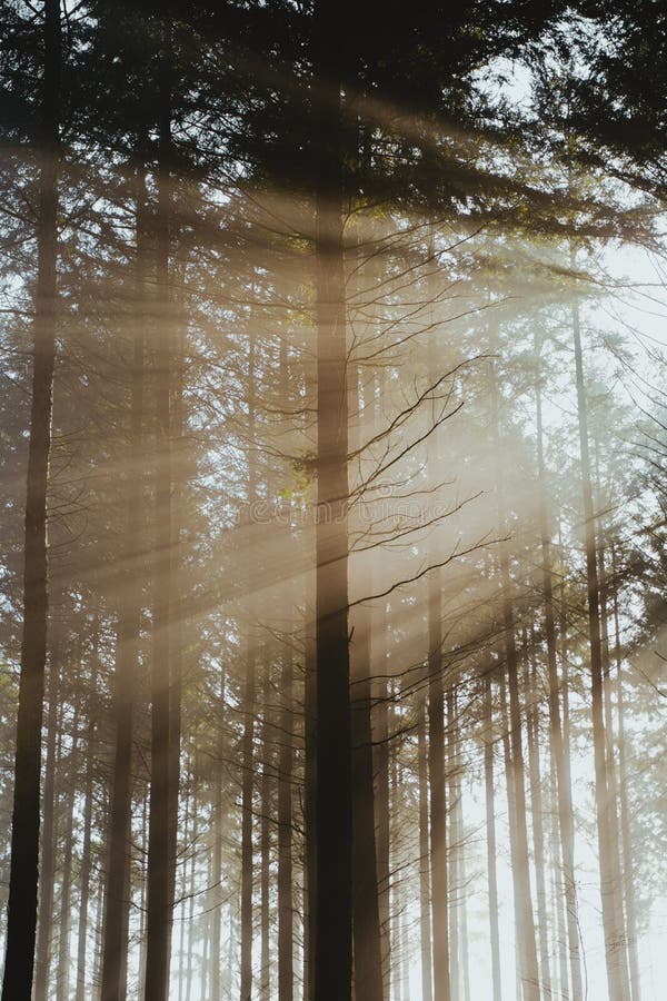 Vertical Shot of Beautiful Sun Rays Coming through Trees Stock Photo ...