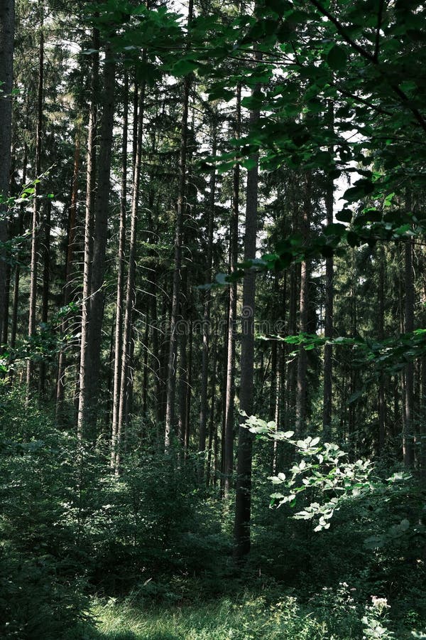 Vertical Shot of Beautiful Sunlight Shining through Tall Thin Trees in ...