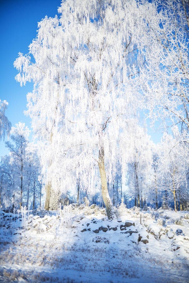 Vertical Shot of a Beautiful Tree Covered with Snow in the Forest on ...