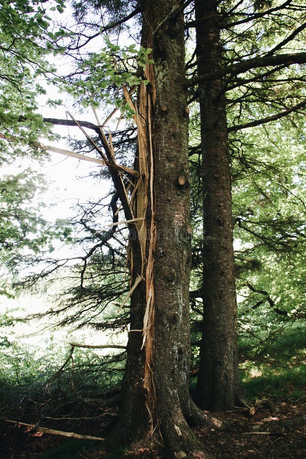 Vertical Shot of the Beautiful Tree Trunks Captured in the Middle of a ...