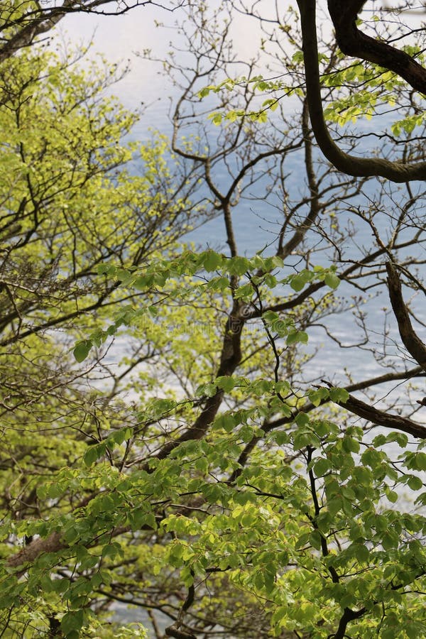 Vertical Shot of Beautiful Trees in a Forest during Daytime Stock Photo ...