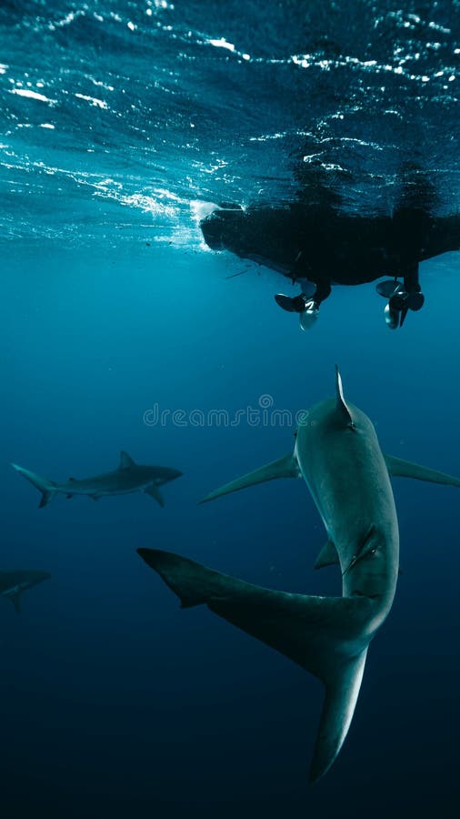 Vertical Shot of the Beautiful View of the Blue Ocean of a Great Sharks ...