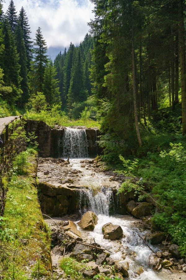 Vertical Shot of a Beautiful Waterfall Going through a Jungle with Tall ...