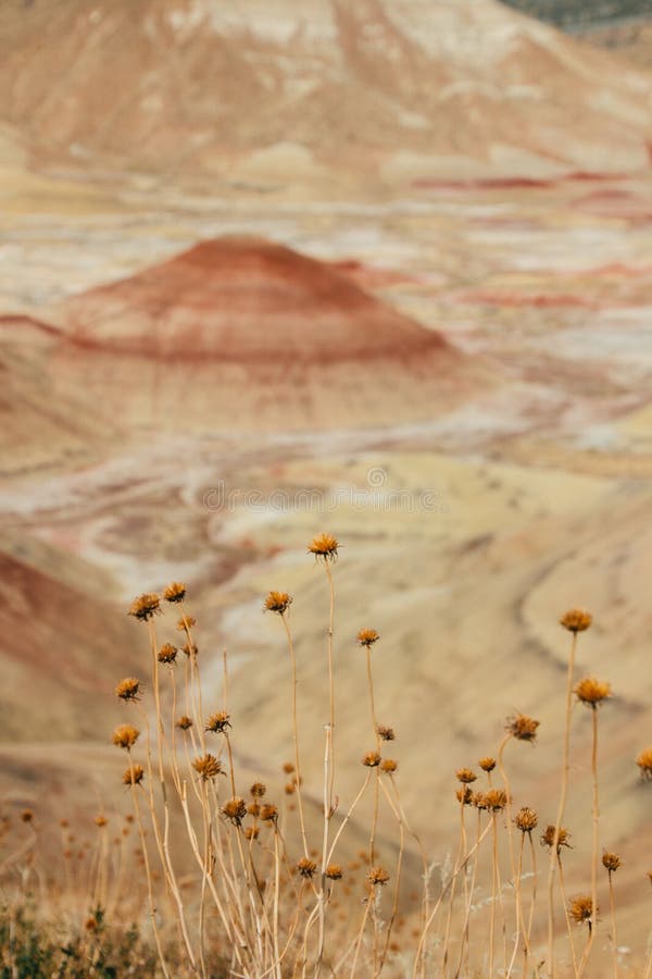 Vertical Shot of Beautiful Wildflowers in a Desert Area with a Blurred ...