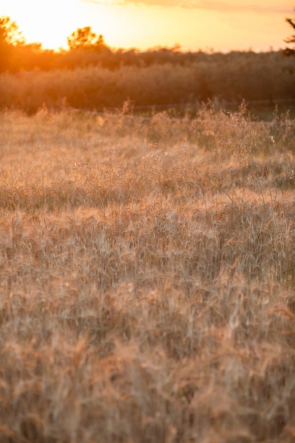 Vertical Shot of a Beautiful Yellow Field Under the Orange Light during ...