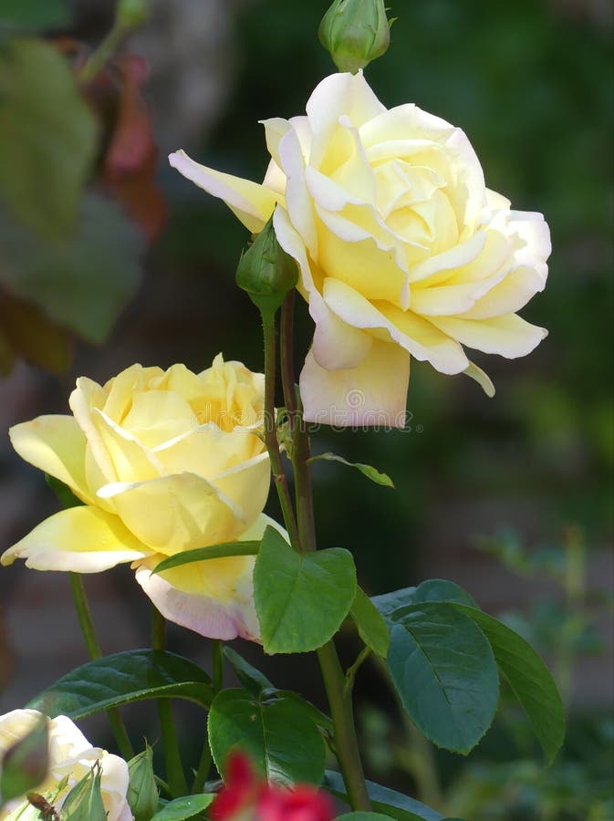 Vertical Shot of Beautiful Yellow Roses Growing in a Garden Stock Photo ...