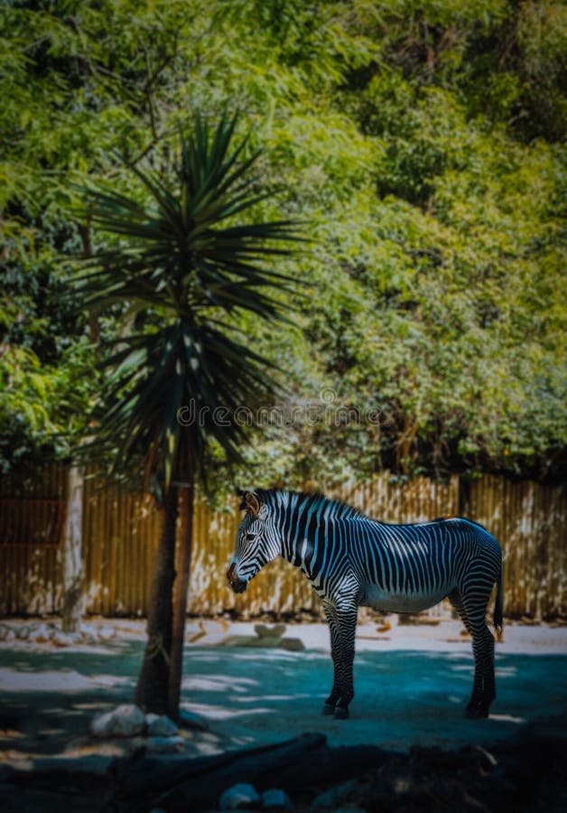 Vertical Shot of a Beautiful Zebra in the Forest Stock Image - Image of ...