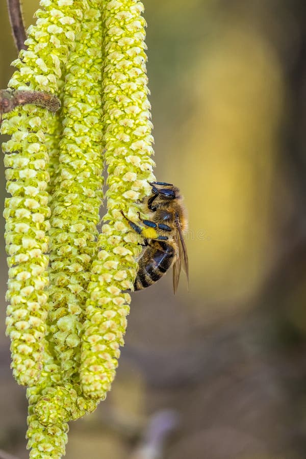 229 Bee Hazel Plant Stock Photos - Free & Royalty-Free Stock Photos ...