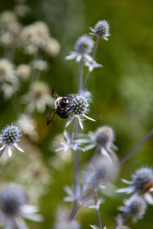 Vertical Shot of a Bee Pollinating on Eryngium Flowers Stock Photo ...
