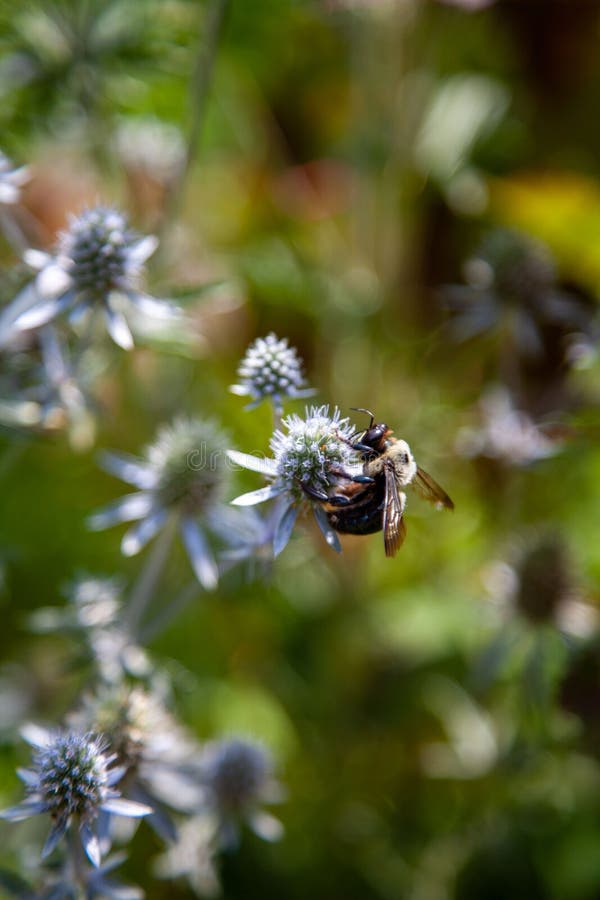 Vertical Shot of a Bee Pollinating on Eryngium Flowers Stock Image ...