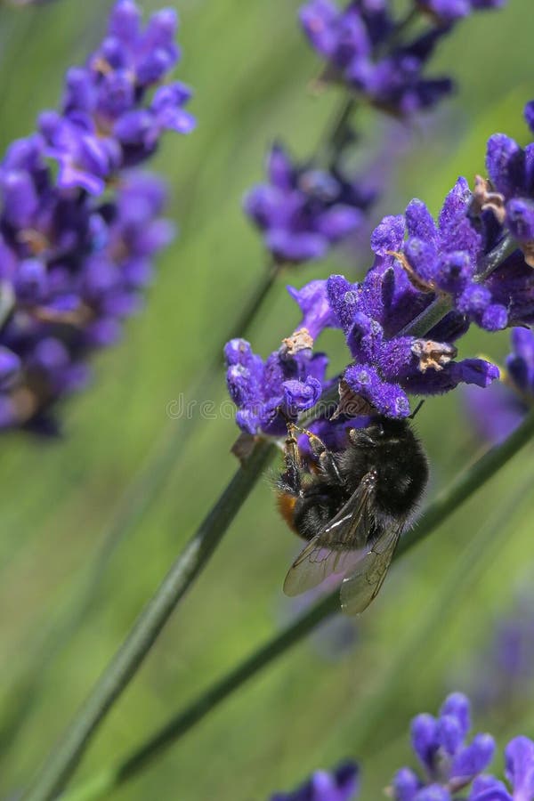 Vertical Shot of a Bee Pollinating on a Purple Bugleweed Flower. Stock ...