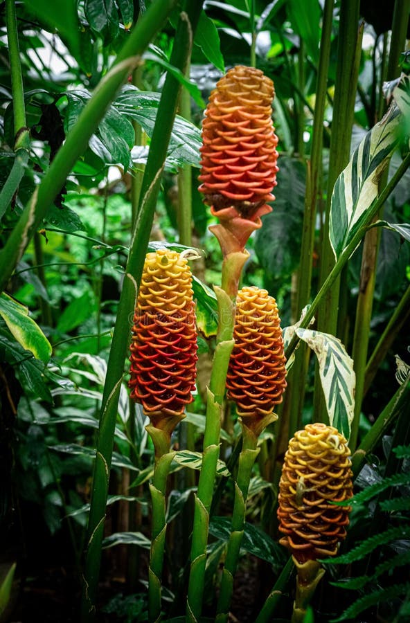 Vertical Shot of Beehive Ginger Flower Plants in a Garden Stock Photo ...