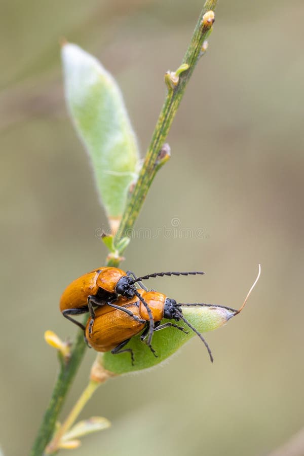 Vertical Shot of Beetles Mating on a Leaf Stock Image - Image of insect ...