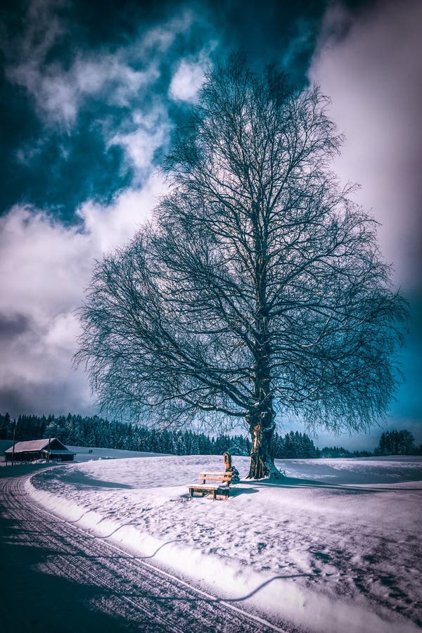 Vertical Shot of a Bench and a Tree in a Snowy Field Stock Image ...